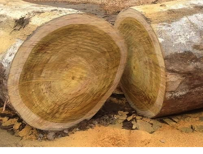 Sri Shanthi Saw Mills | Best Wood Supplier